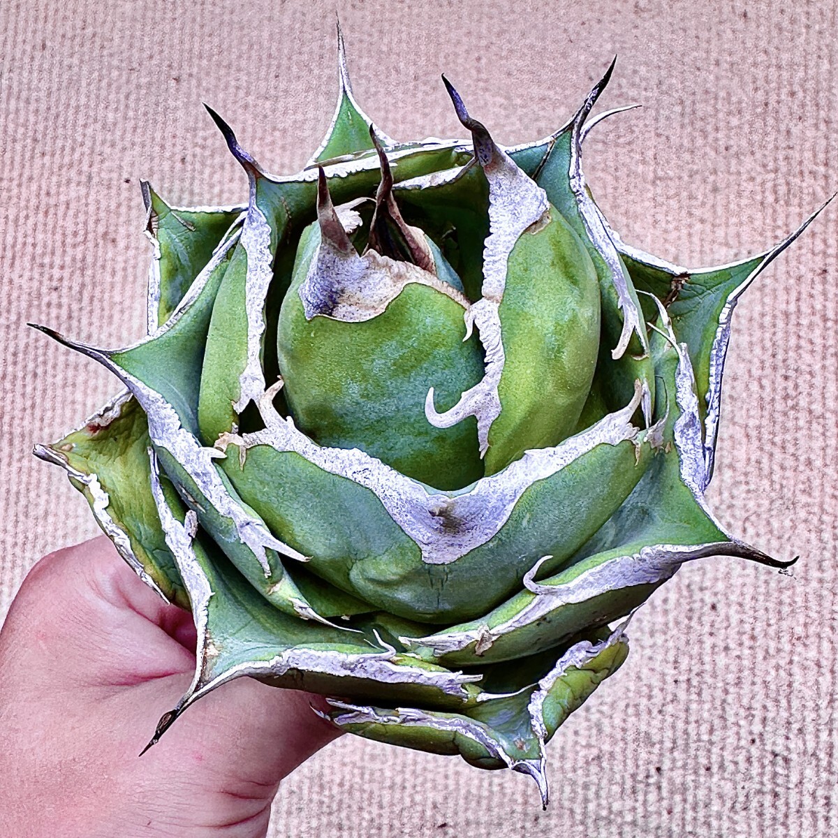 Yahoo!オークション - 【Lj_plants】Q418 激レア高級品種 アガベ チタ...