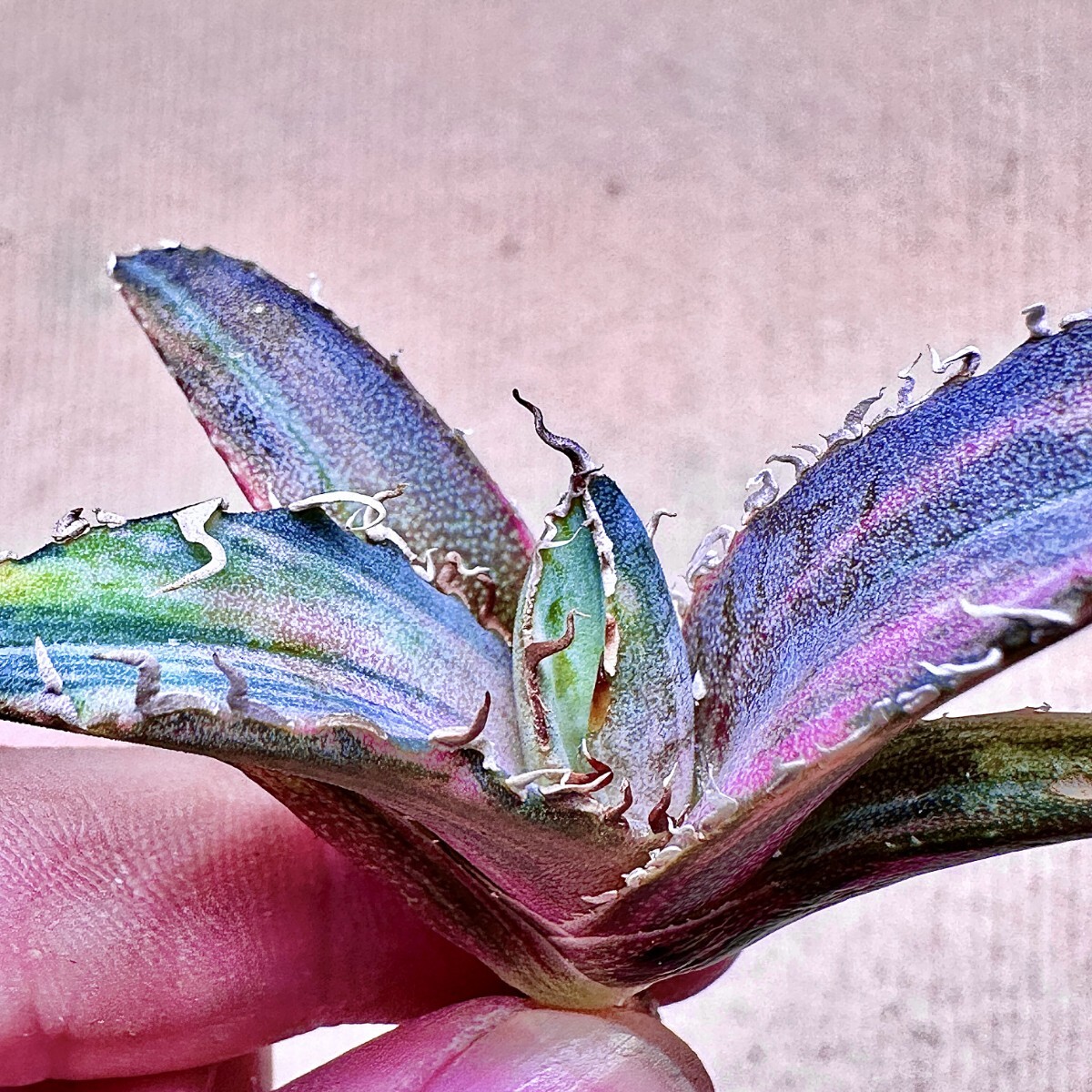 Yahoo!オークション - 【Lj_plants】Q425 Sクラスは希少株 アガベ チタ...