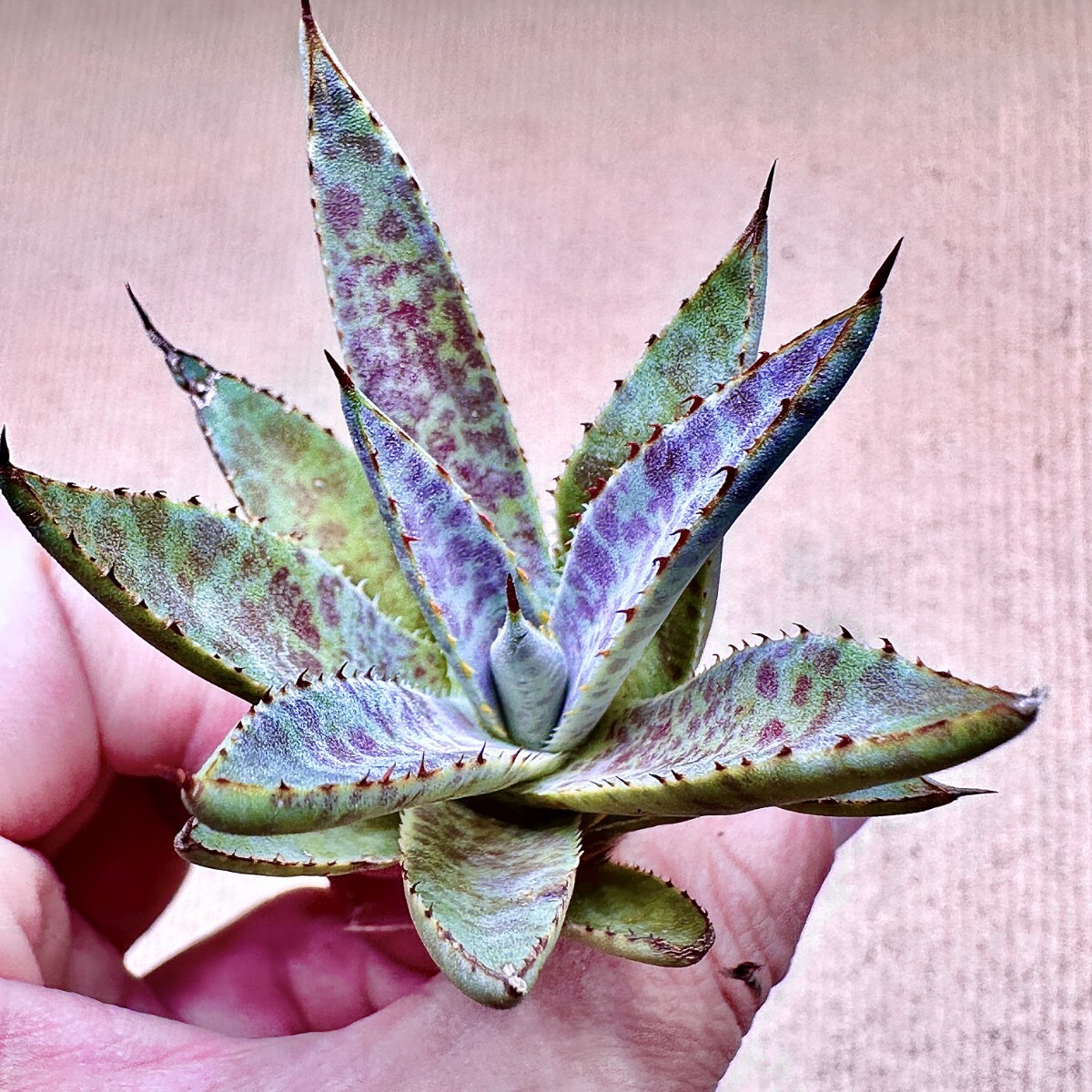 Yahoo!オークション - 【Lj_plants】Q679 激レア高級品種 アガベ agave...