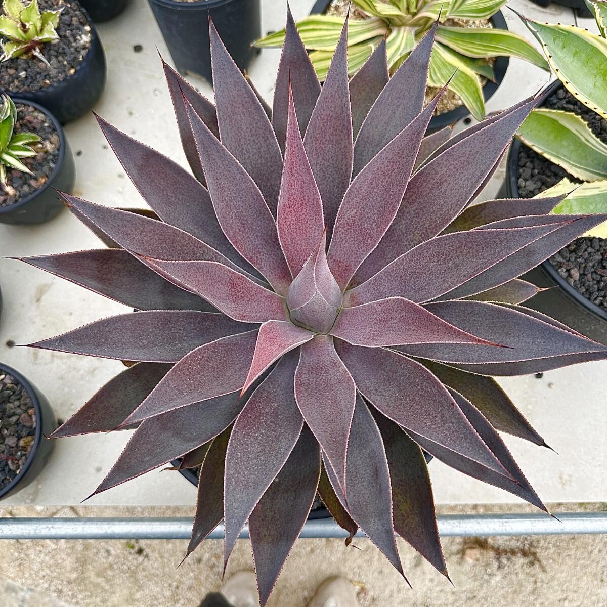 Yahoo!オークション - 【Lj_plants】Q664 激レア高級品種 多肉植物 ア...