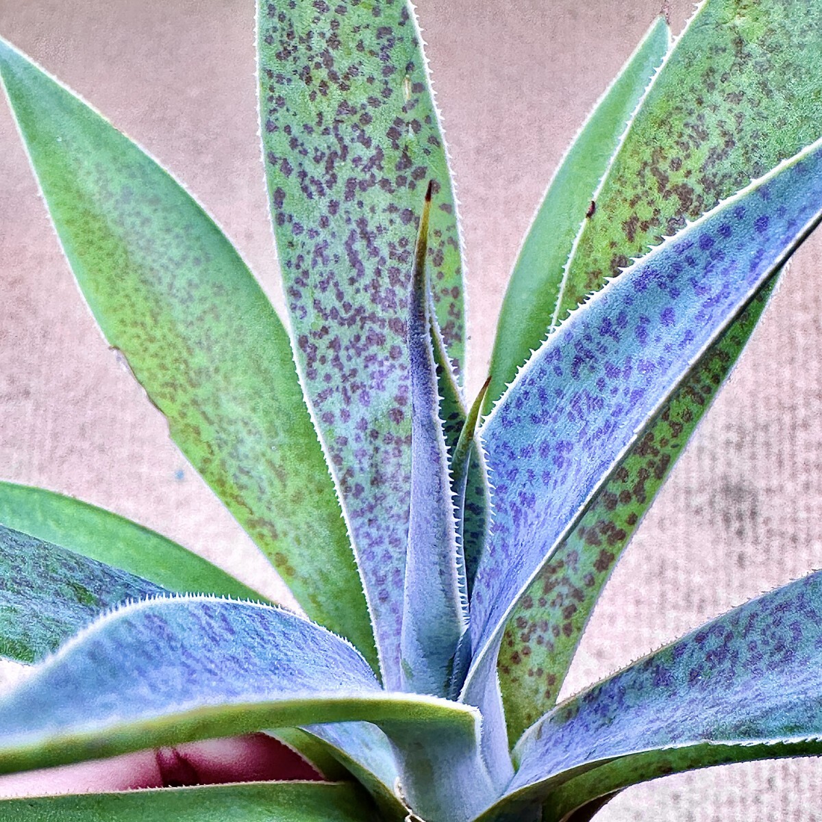 Yahoo!オークション - 【Lj_plants】Q664 激レア高級品種 多肉植物 ア...