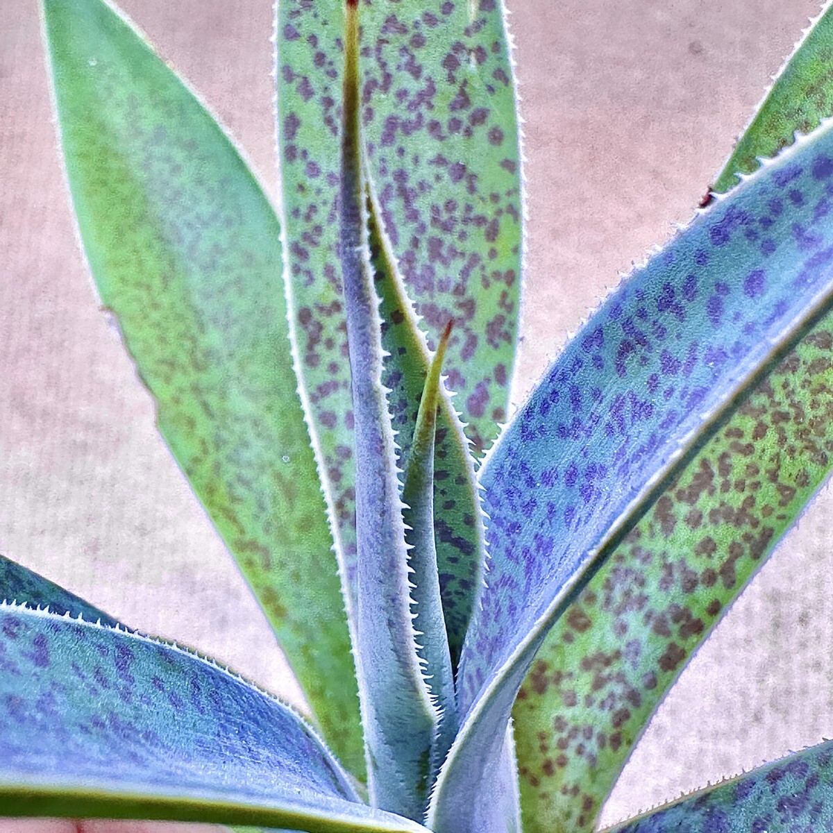 Yahoo!オークション - 【Lj_plants】Q664 激レア高級品種 多肉植物 ア...