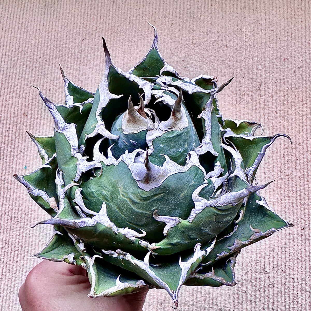 Yahoo!オークション - 【Lj_plants】Q613 タイ入力 アガベ チタノタ ...