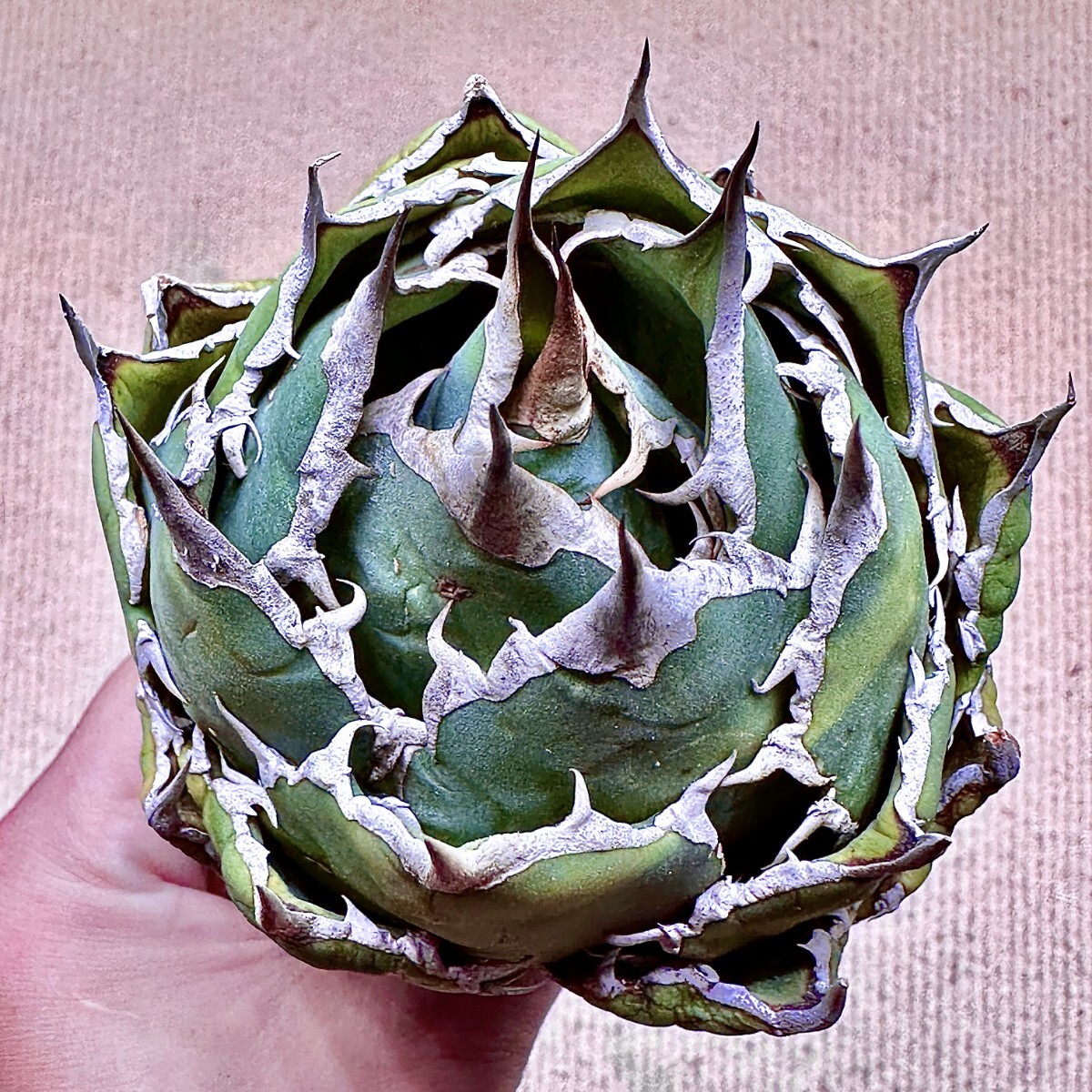 Yahoo!オークション - 【Lj_plants】Q609 激レア高級品種 アガベ チタ...