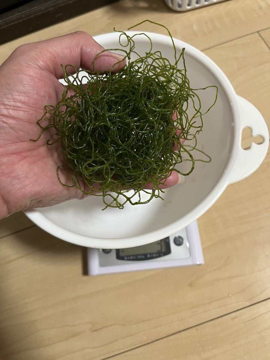 Yahoo!オークション - フトジュズモ 約20g ホソジュズモ太いタイプ 海...