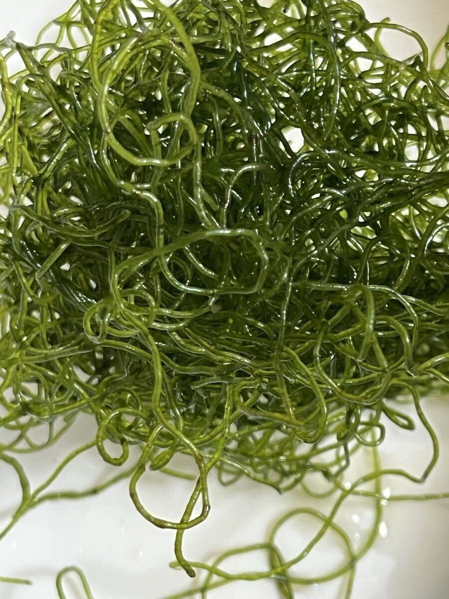 Yahoo!オークション - フトジュズモ 約20g ホソジュズモ太いタイプ 海...