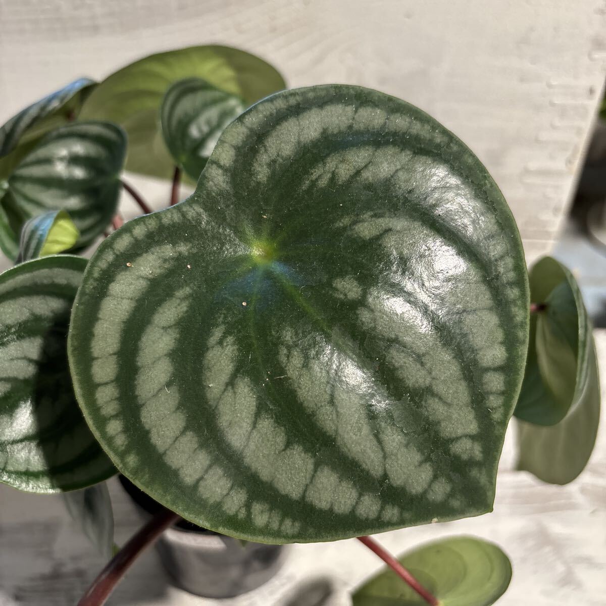 Yahoo!オークション - ペペロミア サンデルシー【スイカぺぺ】② 3.5号...