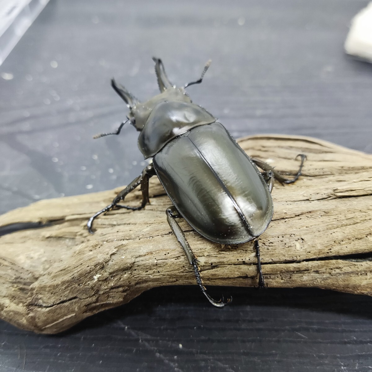 Yahoo!オークション - ローゼンベルグオウゴンオニクワガタ 60up×48 ...