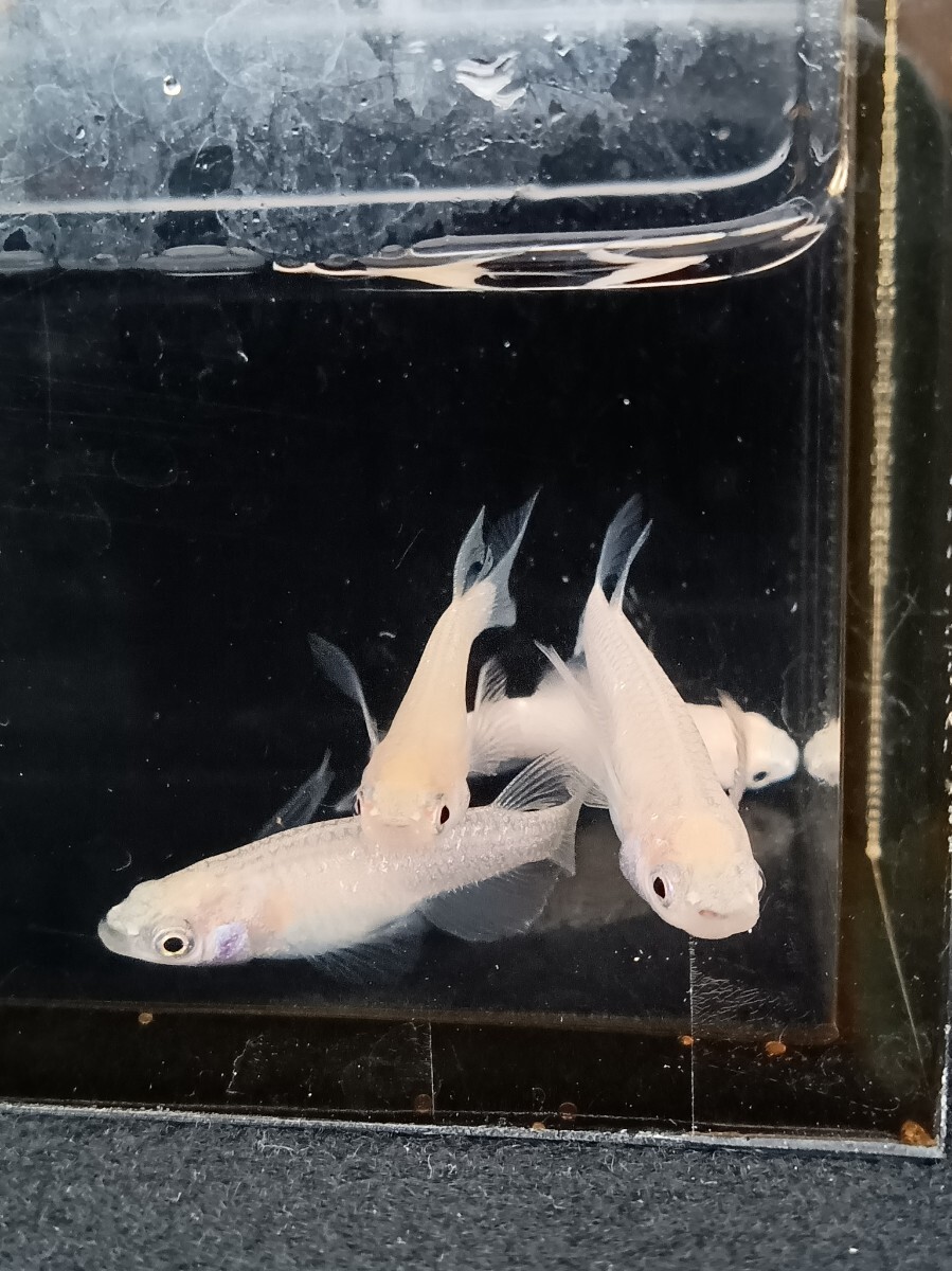 Yahoo!オークション - 【桜光メダカ】【ホワイトダイヤRLF】2ペアオマ...