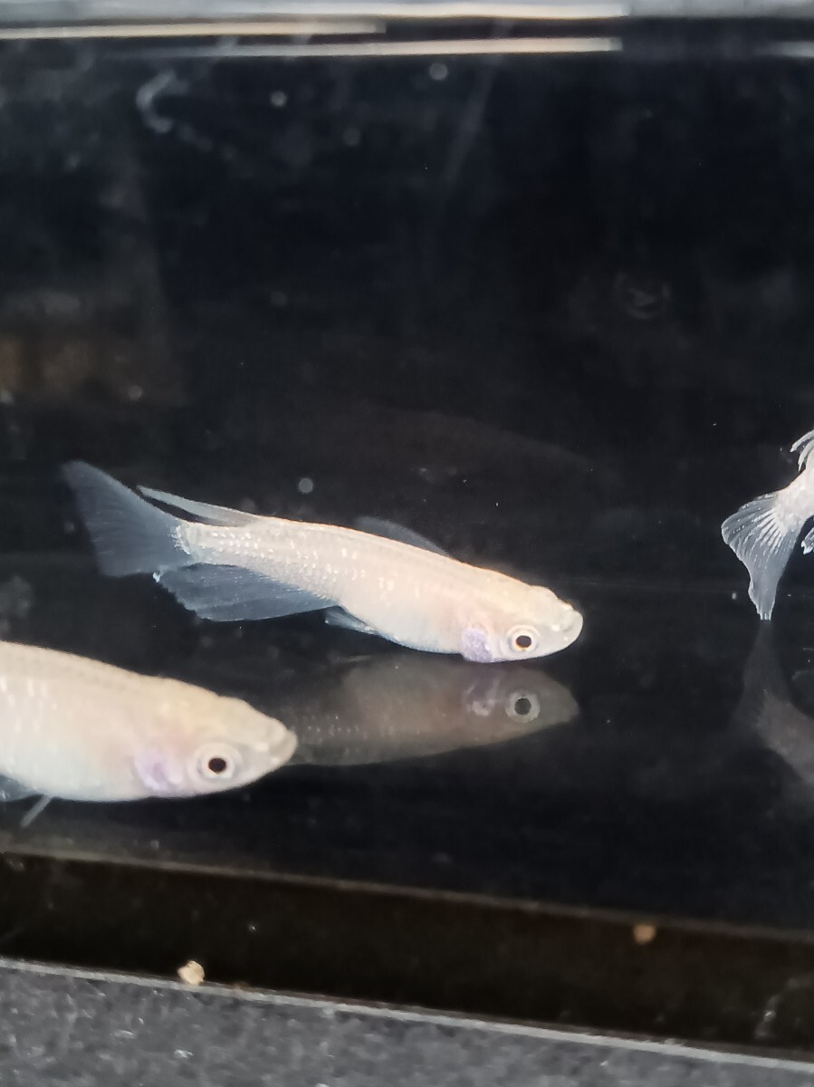 Yahoo!オークション - 【桜光メダカ】【ホワイトダイヤRLF】2ペアオマ...