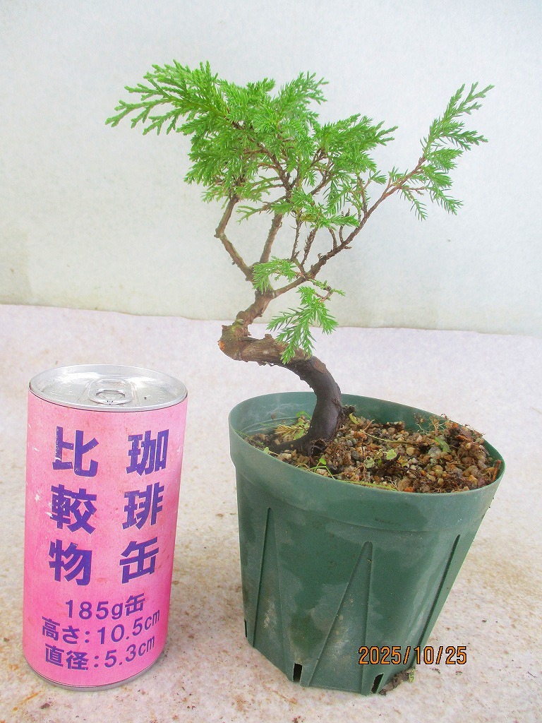 Yahoo!オークション - [緑の市場]真柏(102311スリット鉢)全高 27㎝ 同...