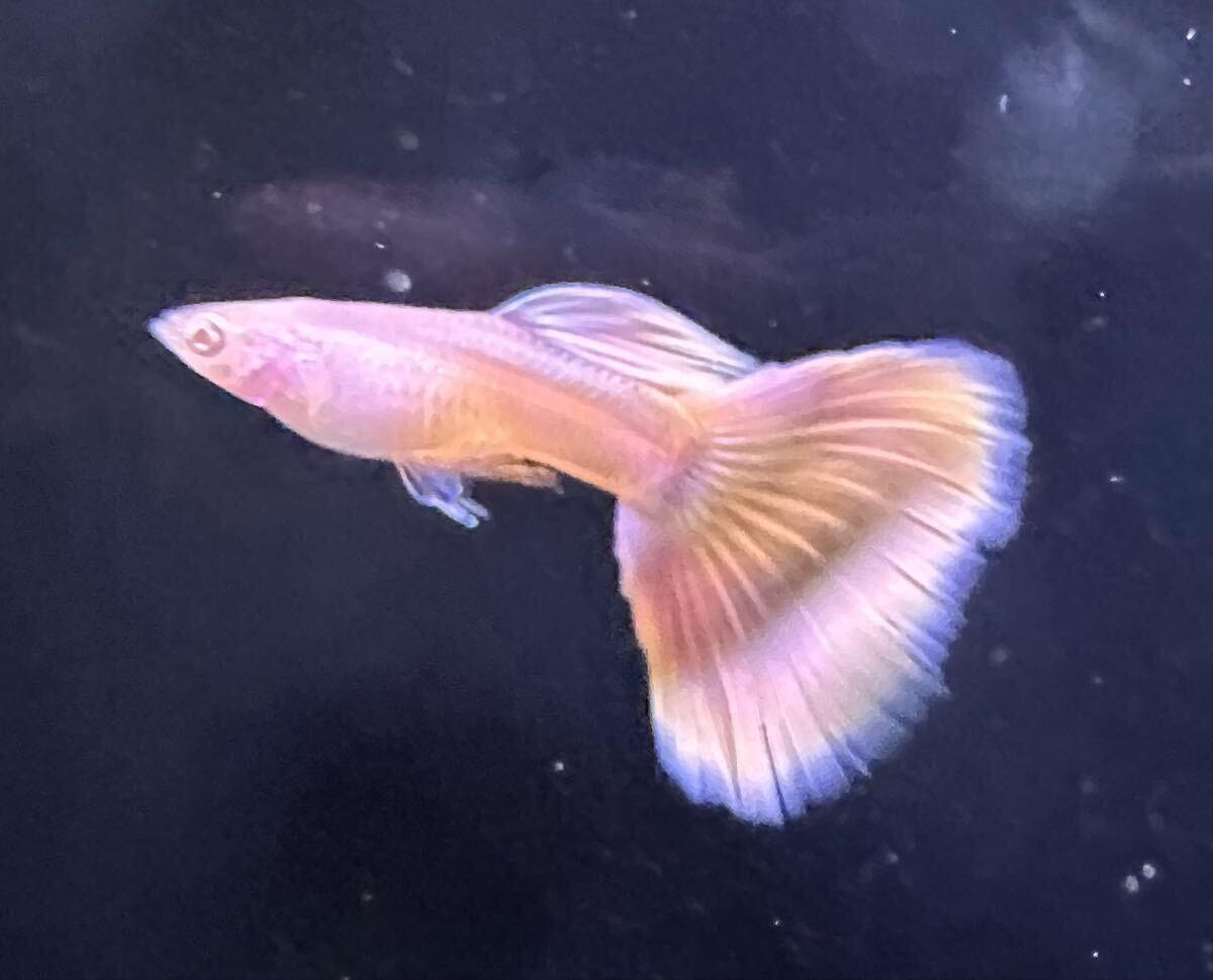 Yahoo!オークション - グッピー 種親 RREAモスコーピンク ♂2♀1+おま...