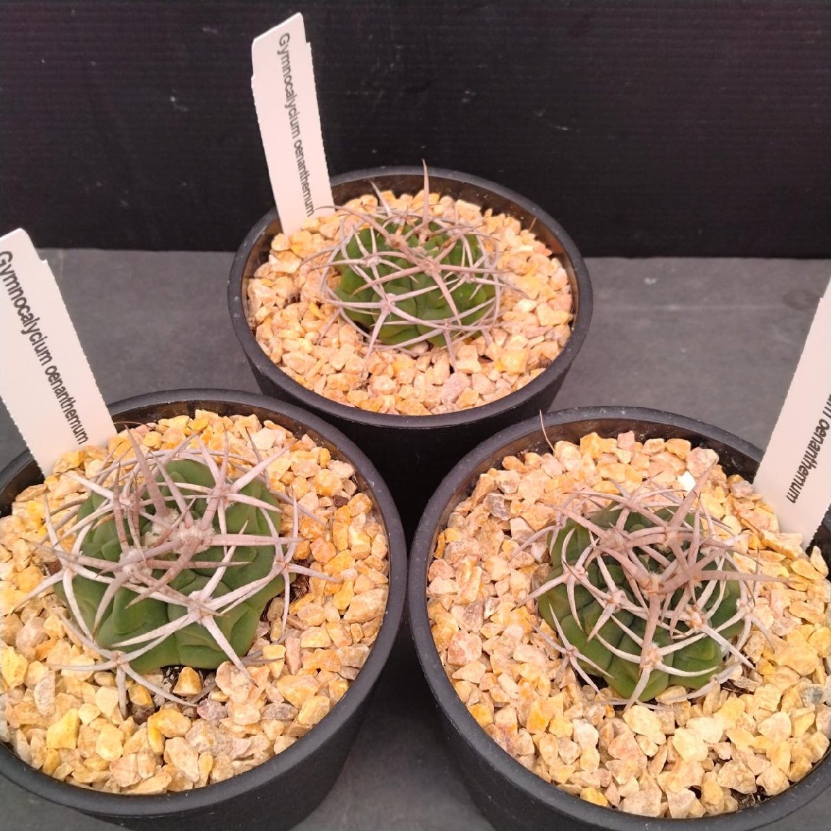 Yahoo!オークション - 6135 「多肉植物W」ギムノカリキウム 碧岩玉 3株...