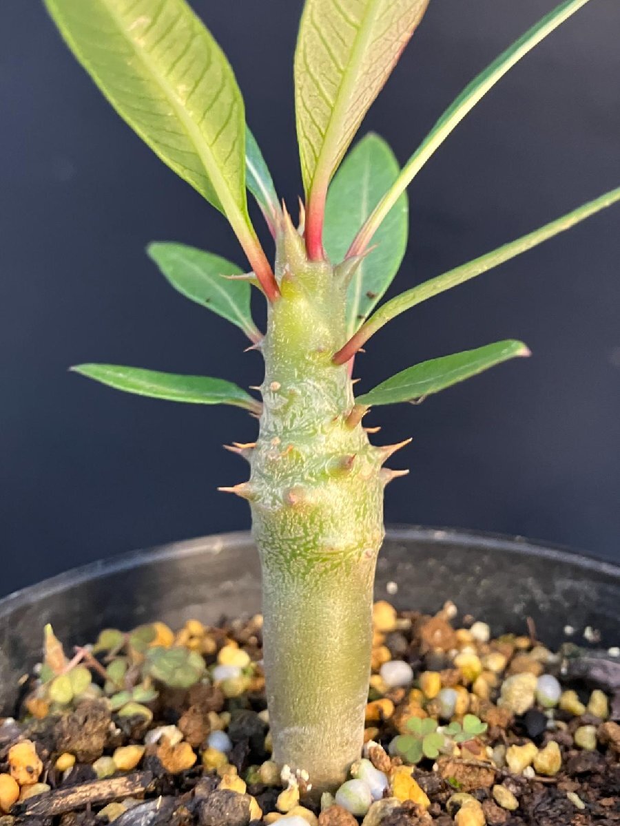 Yahoo!オークション - 7253 「実生」パキポディウム バロニー【種から...