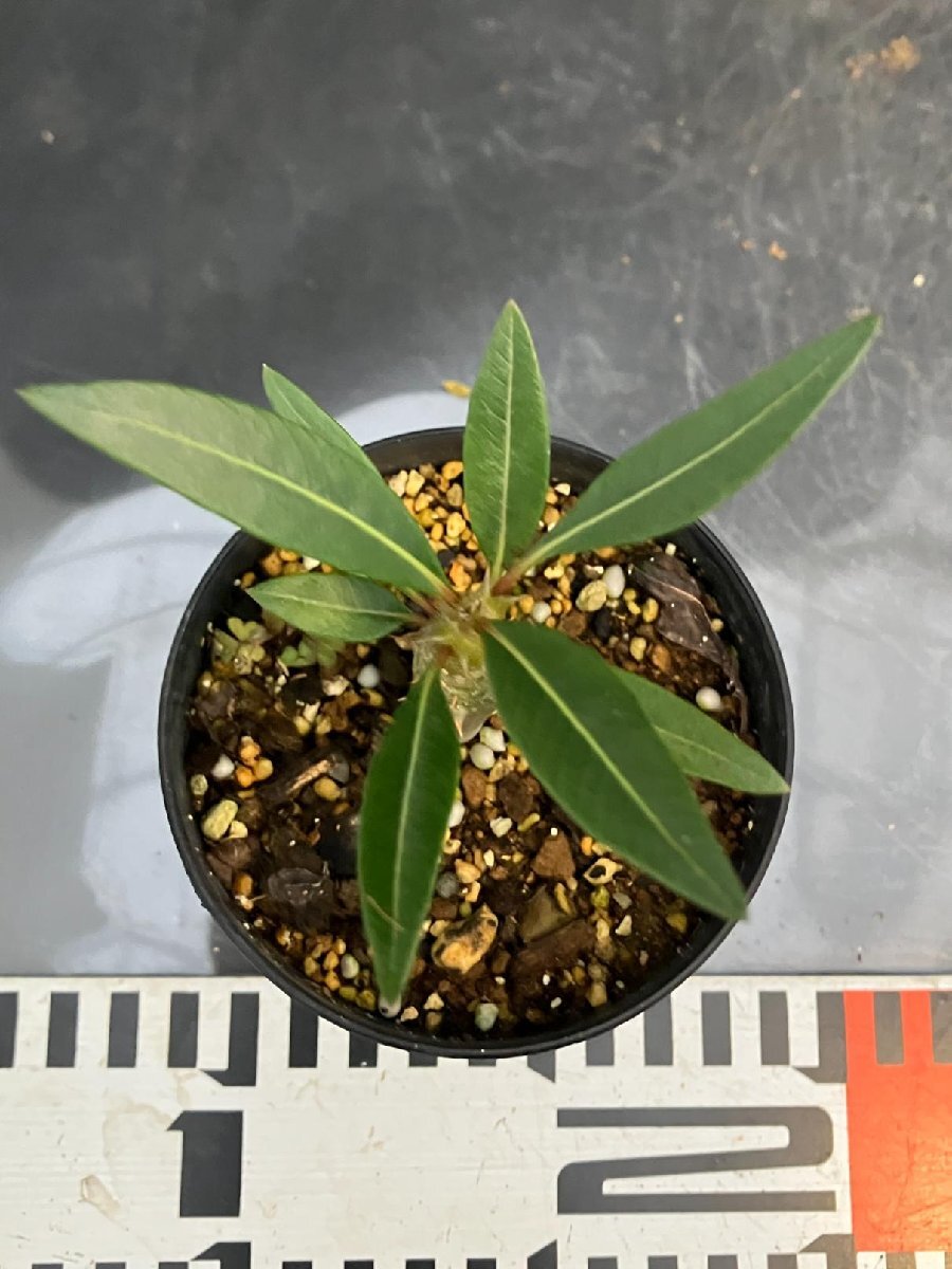 7253 実生 パキポディウム バロニー 種から発芽 発根 Pachypodium baronii 葉落ちします 塊根植物 多肉植物(その他)｜売買されたオークション情報、yahooの商品情報 ...
