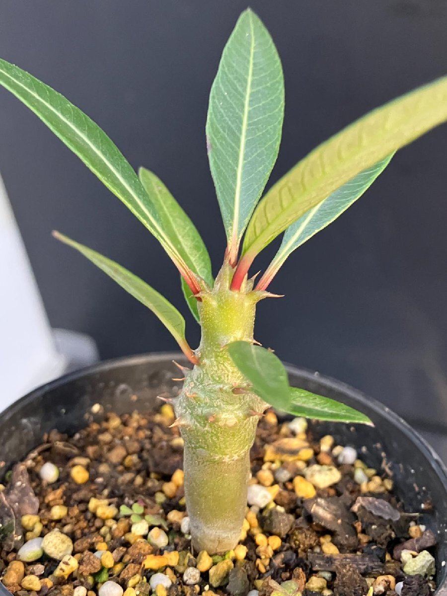 7253 実生 パキポディウム バロニー 種から発芽 発根 Pachypodium baronii 葉落ちします 塊根植物 多肉植物(その他)｜売買されたオークション情報、yahooの商品情報 ...