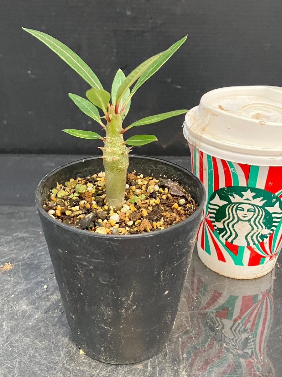 7253 実生 パキポディウム バロニー 種から発芽 発根 Pachypodium baronii 葉落ちします 塊根植物 多肉植物(その他)｜売買されたオークション情報、yahooの商品情報 ...