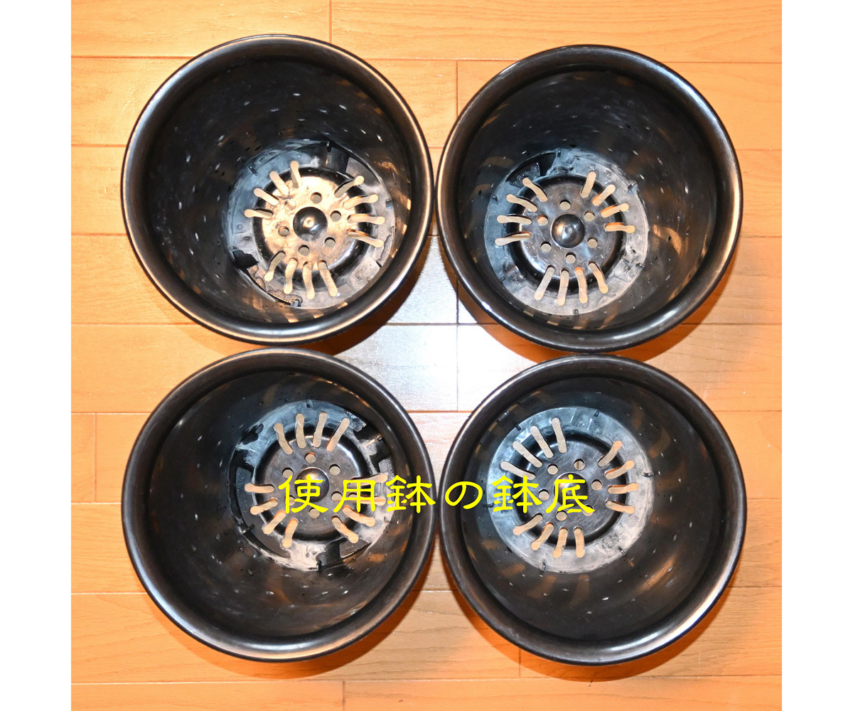 Yahoo!オークション - 洋ランプラ鉢7号10枚とマグァンプK大粒1.1kg1袋...