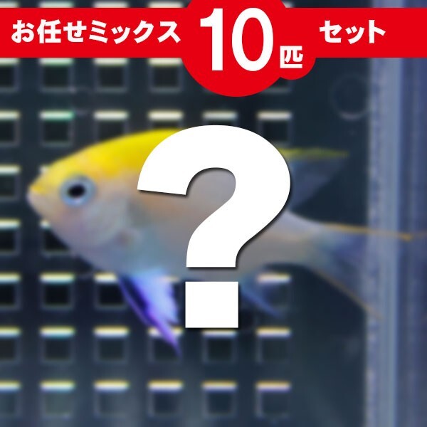 Yahoo!オークション - スズメダイ MIX 10匹セット(A-2705) 海水魚 サン...