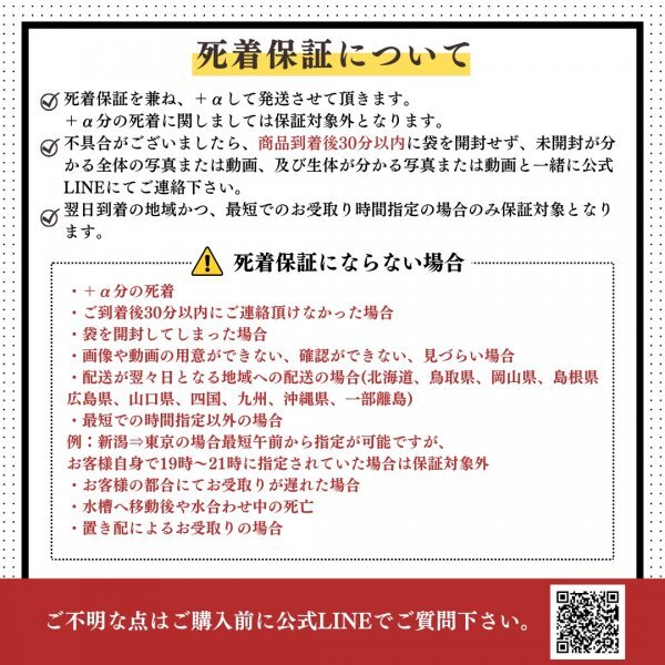 Yahoo!オークション - 【WGA】【50匹】楊貴妃【めだか】楊貴妃メダカ ...