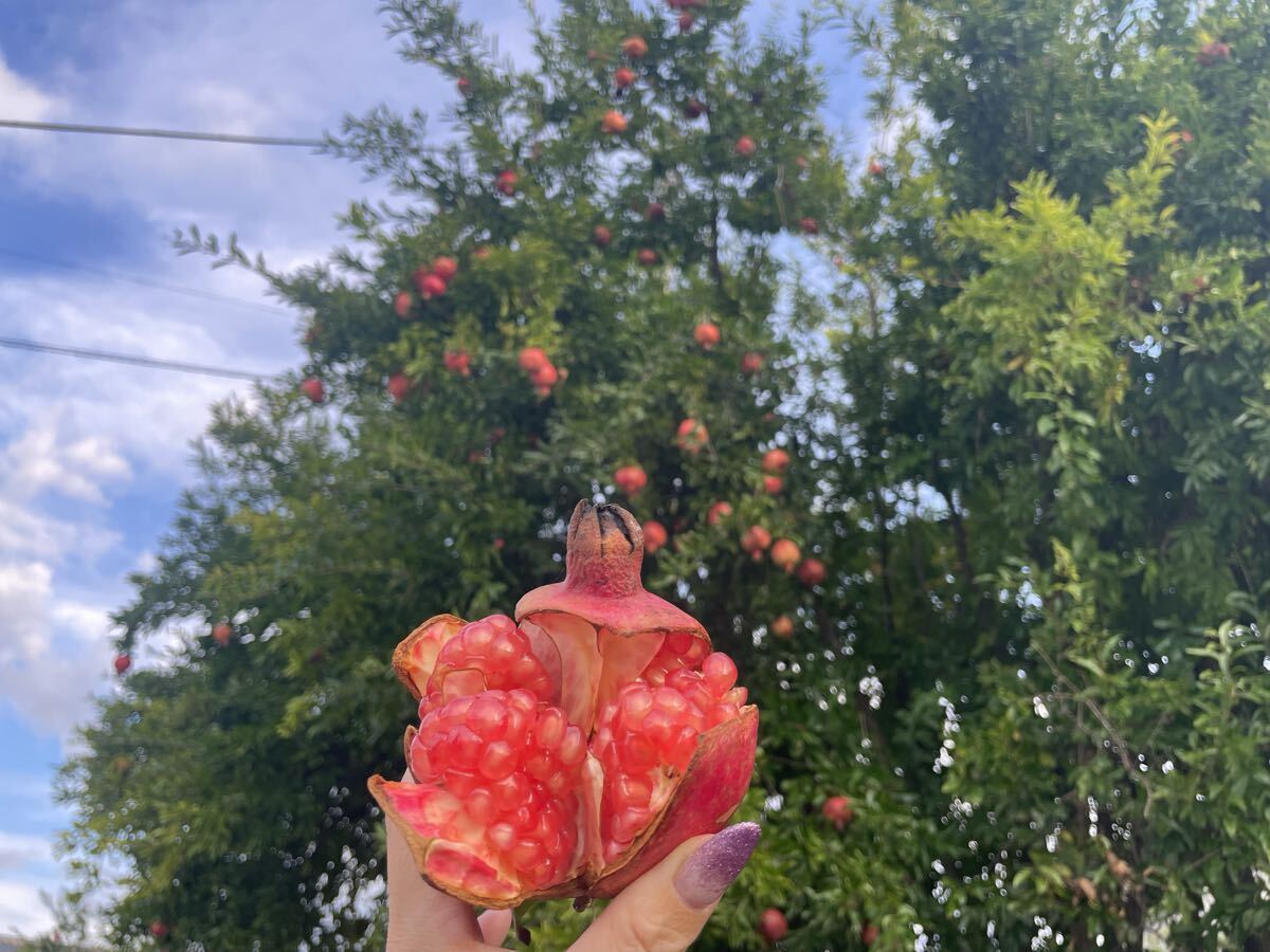 zk089 国産 山梨県産 ザクロ 無農薬 箱込み2kg(ブドウ)｜売買されたオークション情報、yahooの商品情報をアーカイブ公開 - オークファン（aucfan.com）