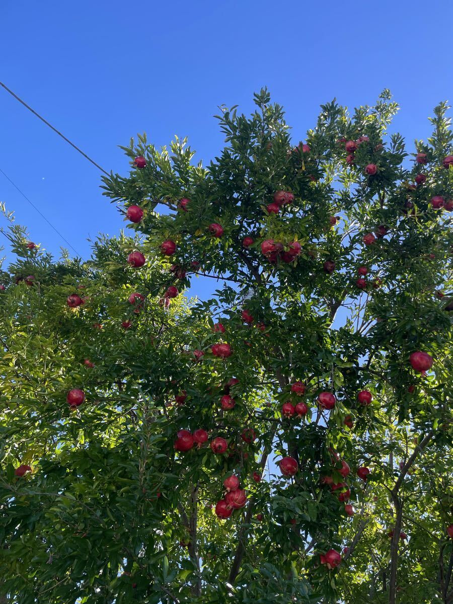 zk089 国産 山梨県産 ザクロ 無農薬 箱込み2kg(ブドウ)｜売買されたオークション情報、yahooの商品情報をアーカイブ公開 - オークファン（aucfan.com）