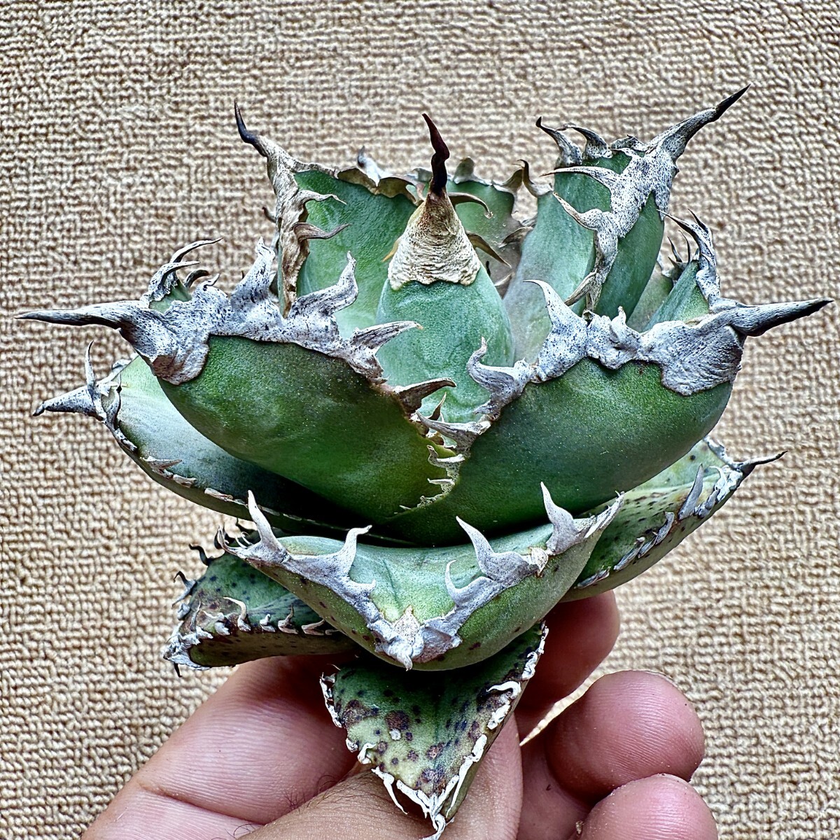 Yahoo!オークション - 【LZY】C566 激レア高級品種 アガベ チタノタ 金...