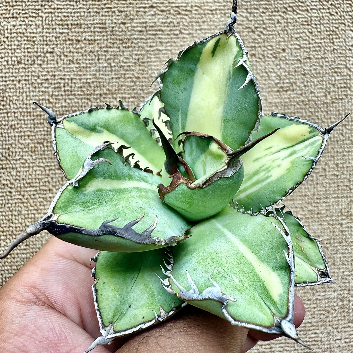 Yahoo!オークション - 【LZY】C590 アガベ チタノタ インドネシア 黑鯨...