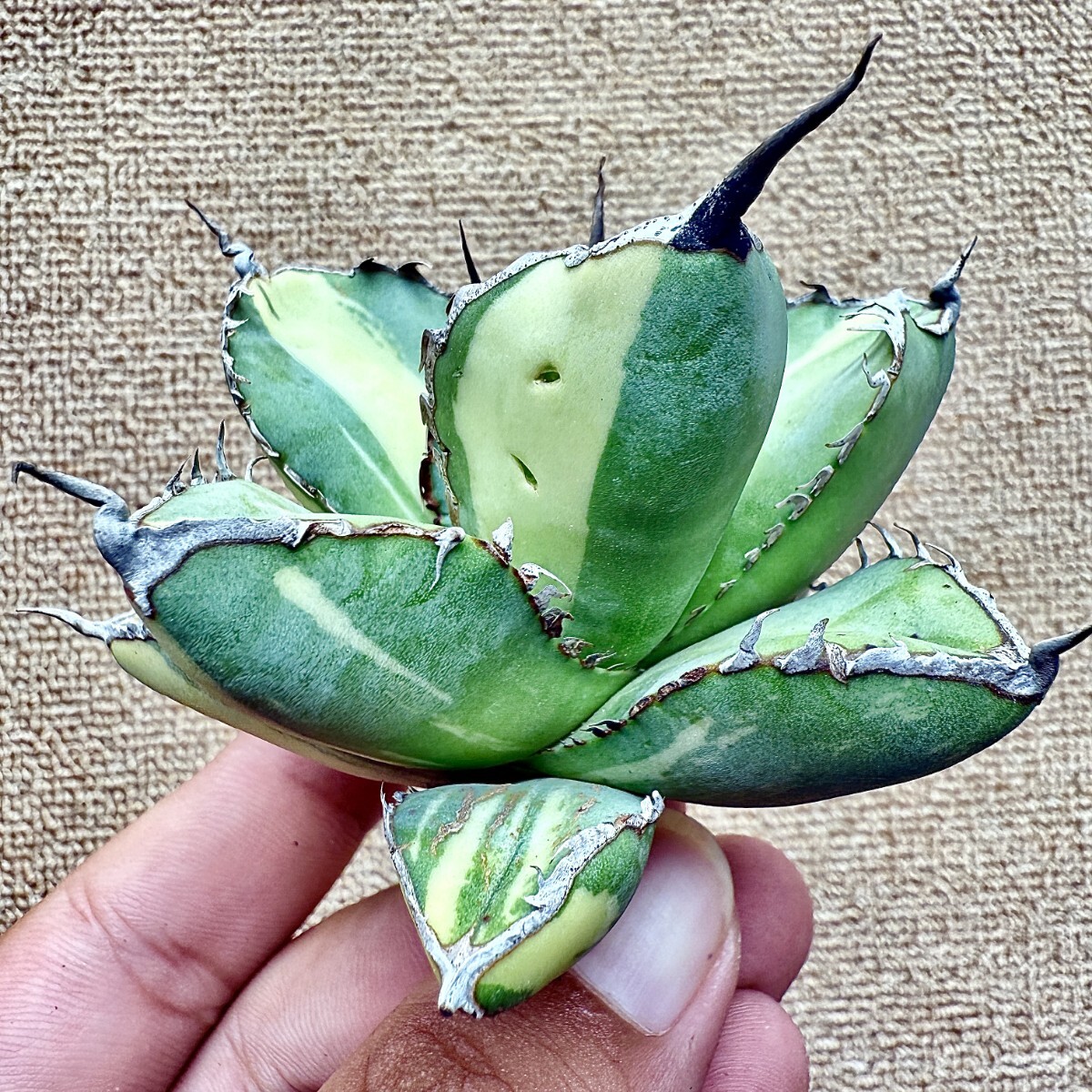 Yahoo!オークション - 【LZY】C590 アガベ チタノタ インドネシア 黑鯨...