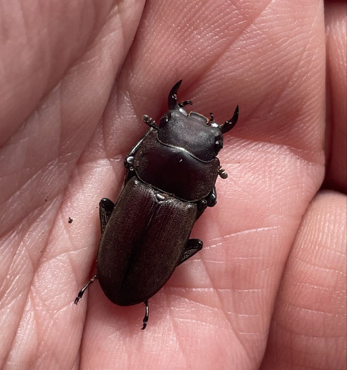 Yahoo!オークション - 【ぼんこ】ヤエヤマコクワガタ WF6 新成虫ペア