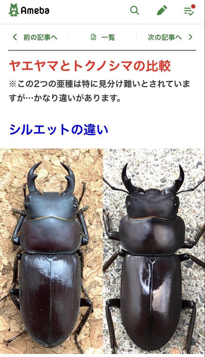 Yahoo!オークション - 【ぼんこ】ヤエヤマコクワガタ WF6 新成虫ペア