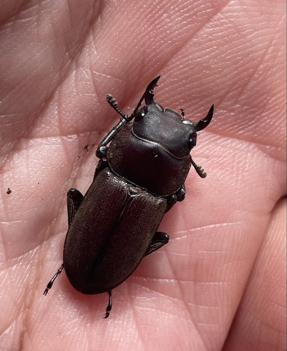 Yahoo!オークション - 【ぼんこ】ヤエヤマコクワガタ WF6 新成虫ペア