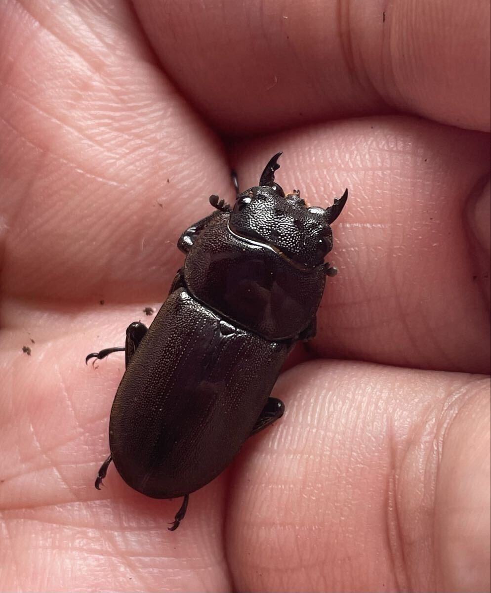 Yahoo!オークション - 【ぼんこ】ヤエヤマコクワガタ WF6 新成虫ペア