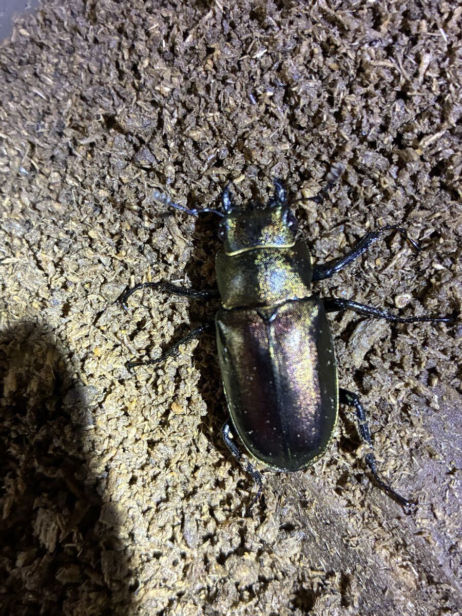 Yahoo!オークション - モンギローニホソアカクワガタ モンギロン WF3 ...