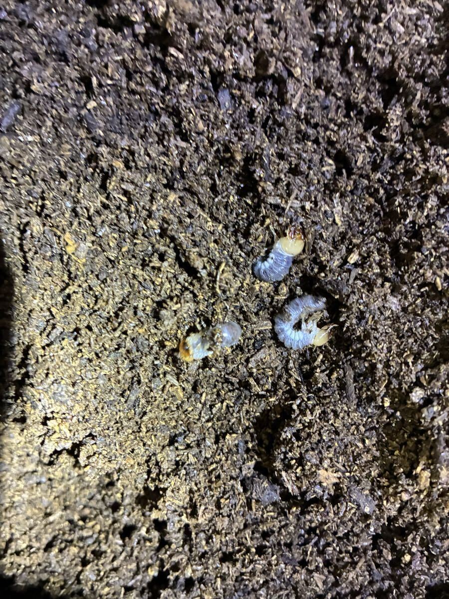 Yahoo!オークション - モンギローニホソアカクワガタ モンギロン WF3 ...