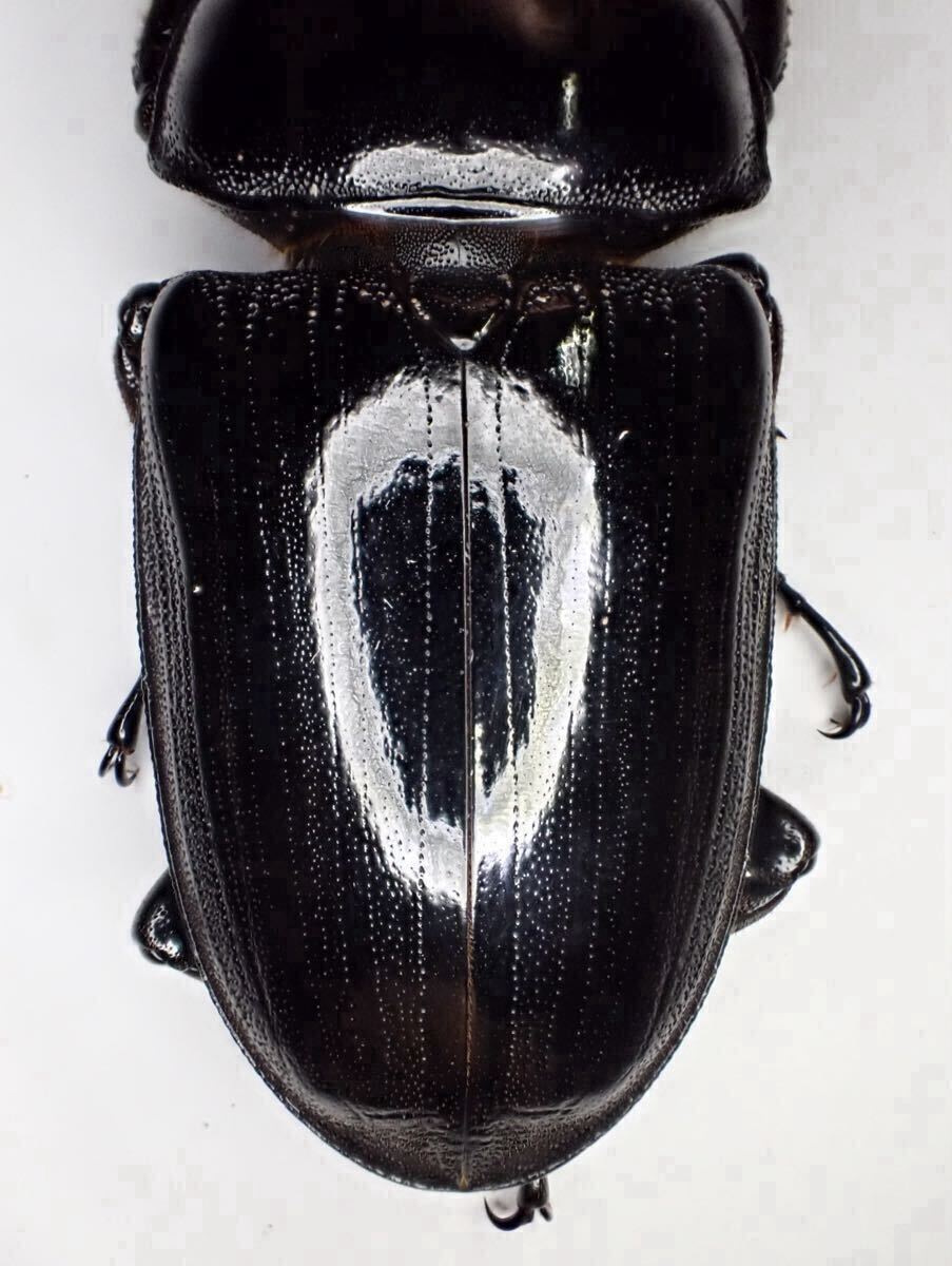 Yahoo!オークション - 【WF4】西シアン産 グランディスオオクワガタ ♂...