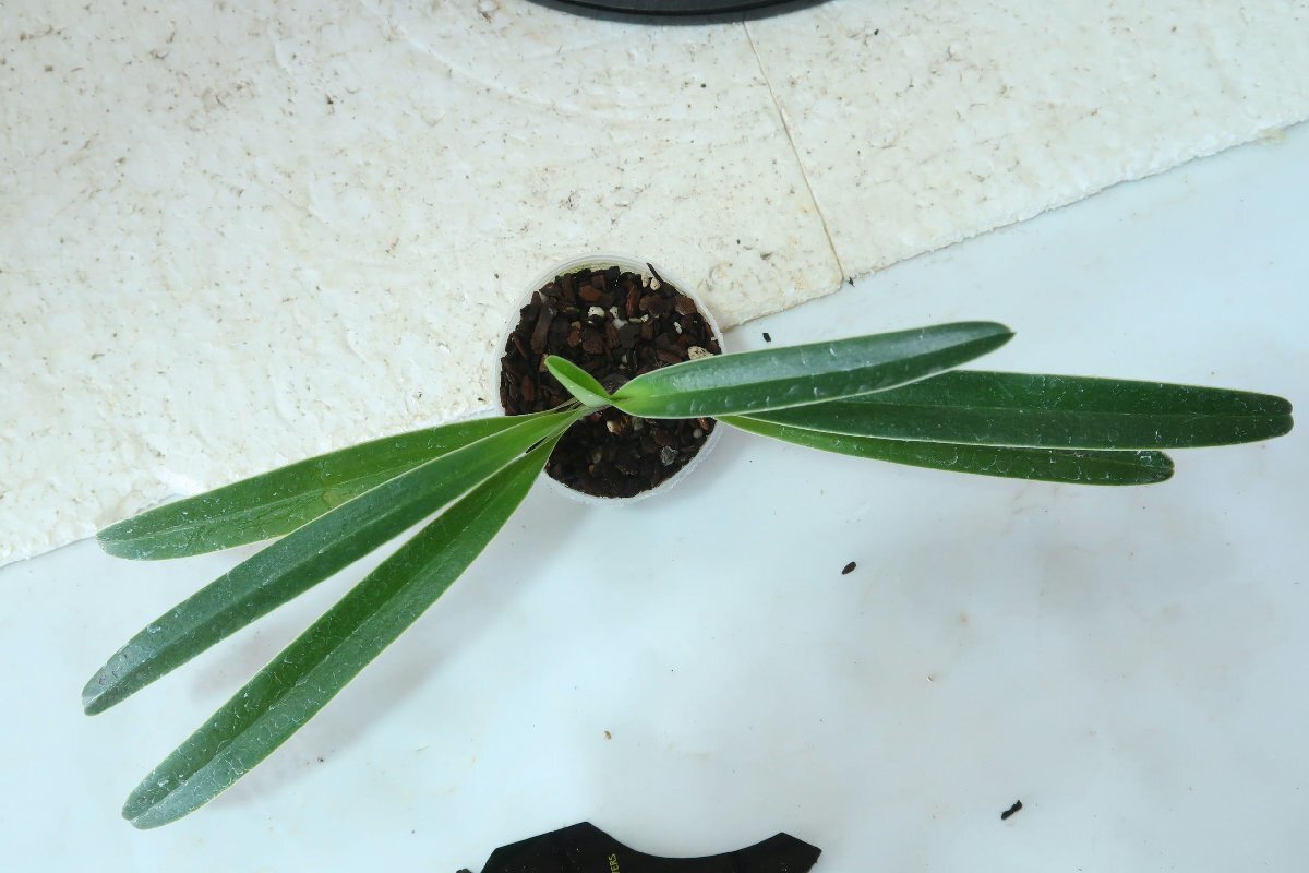 Yahoo!オークション - 値引き再出品 洋蘭 原種 パフィオ TA13227 TB19-...