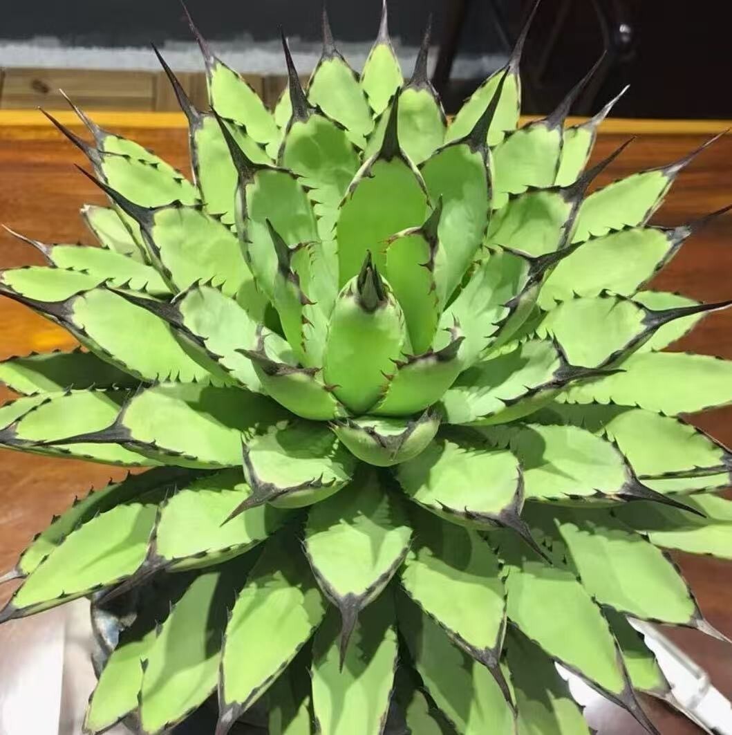 Yahoo!オークション - 【LZY】C492 多肉植物 アガベ マクロアカンサ Ag...