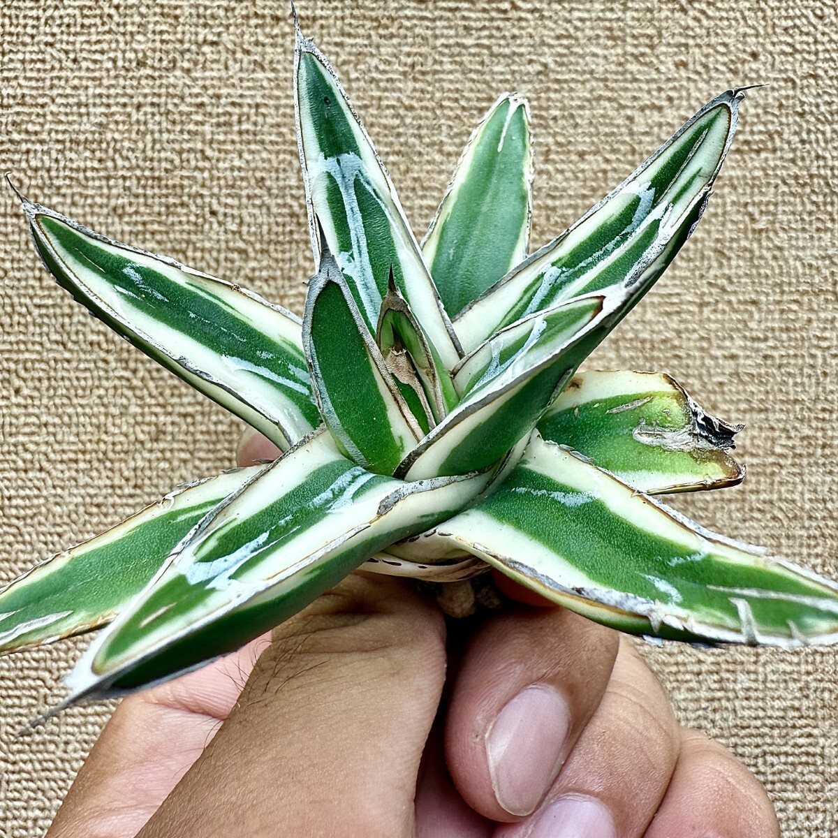 Yahoo!オークション - 【LZY】C420 多肉植物 アガベ 丸叶氷山 覆輪錦 ...