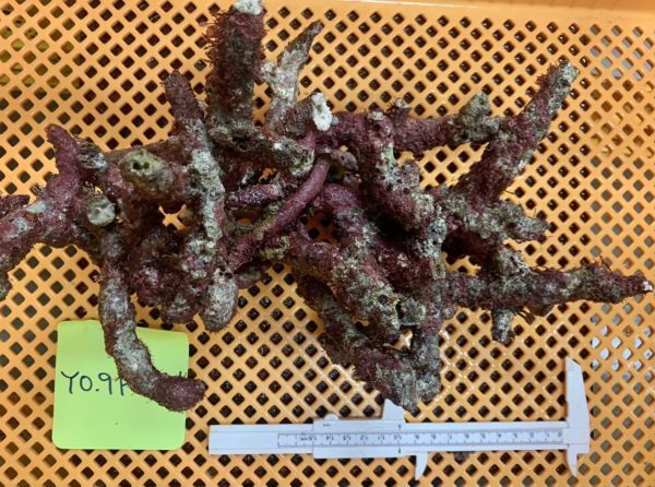 Yahoo!オークション - 【特選】ライブロック900g 1ブロック（Y0.9P1GH...