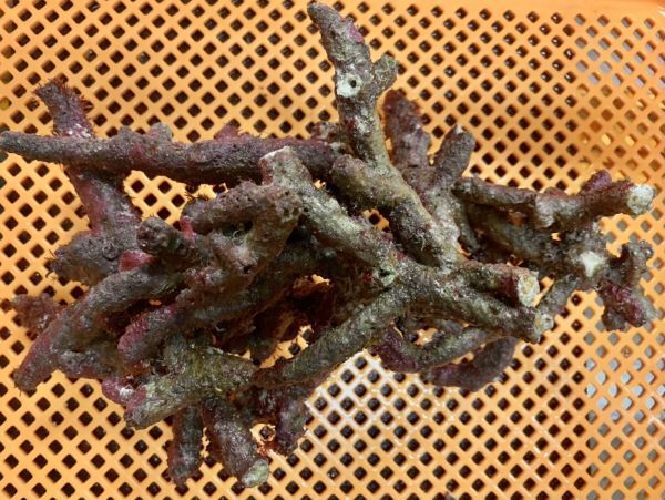 Yahoo!オークション - 【特選】ライブロック900g 1ブロック（Y0.9P1GH...