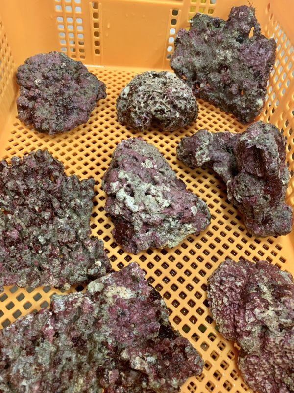 Yahoo!オークション - ライブロック 8kg 16ブロック（Y8P16GC） 海水魚...