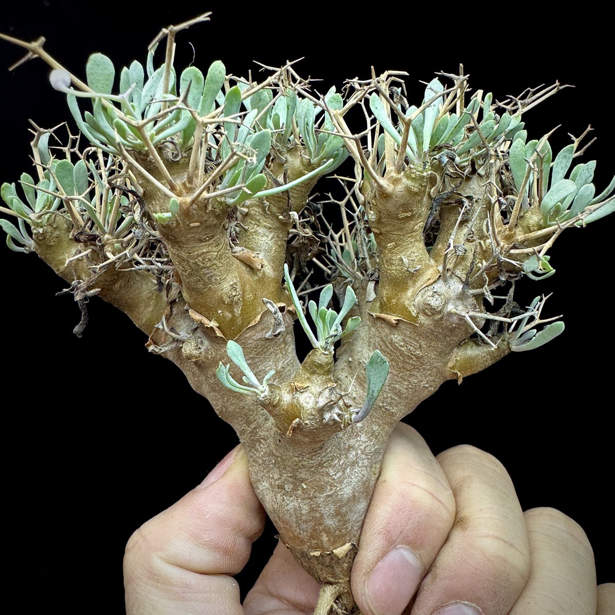 Yahoo!オークション - 167A 多肉植物 オトンナ ユーフォルビオイデス ...