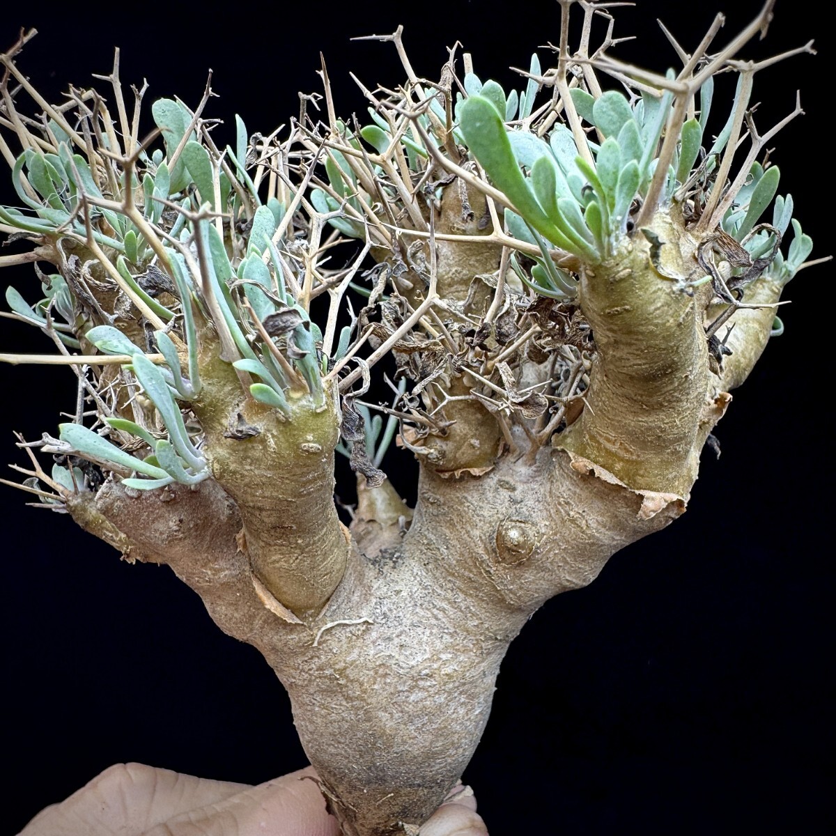 Yahoo!オークション - 167A 多肉植物 オトンナ ユーフォルビオイデス ...