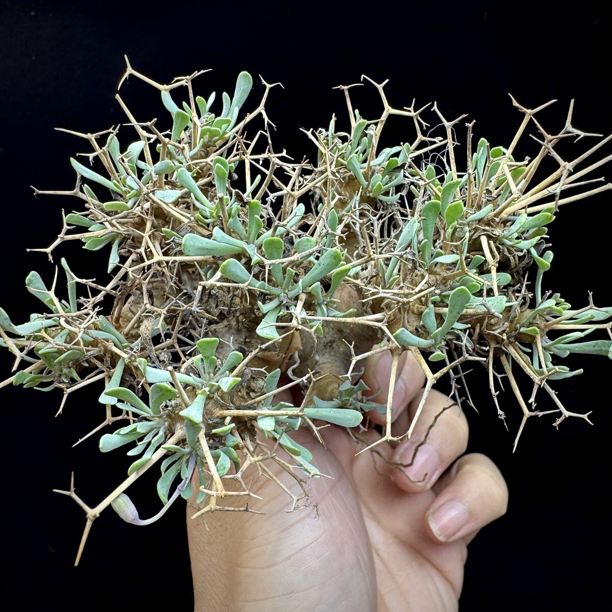 Yahoo!オークション - 167A 多肉植物 オトンナ ユーフォルビオイデス ...