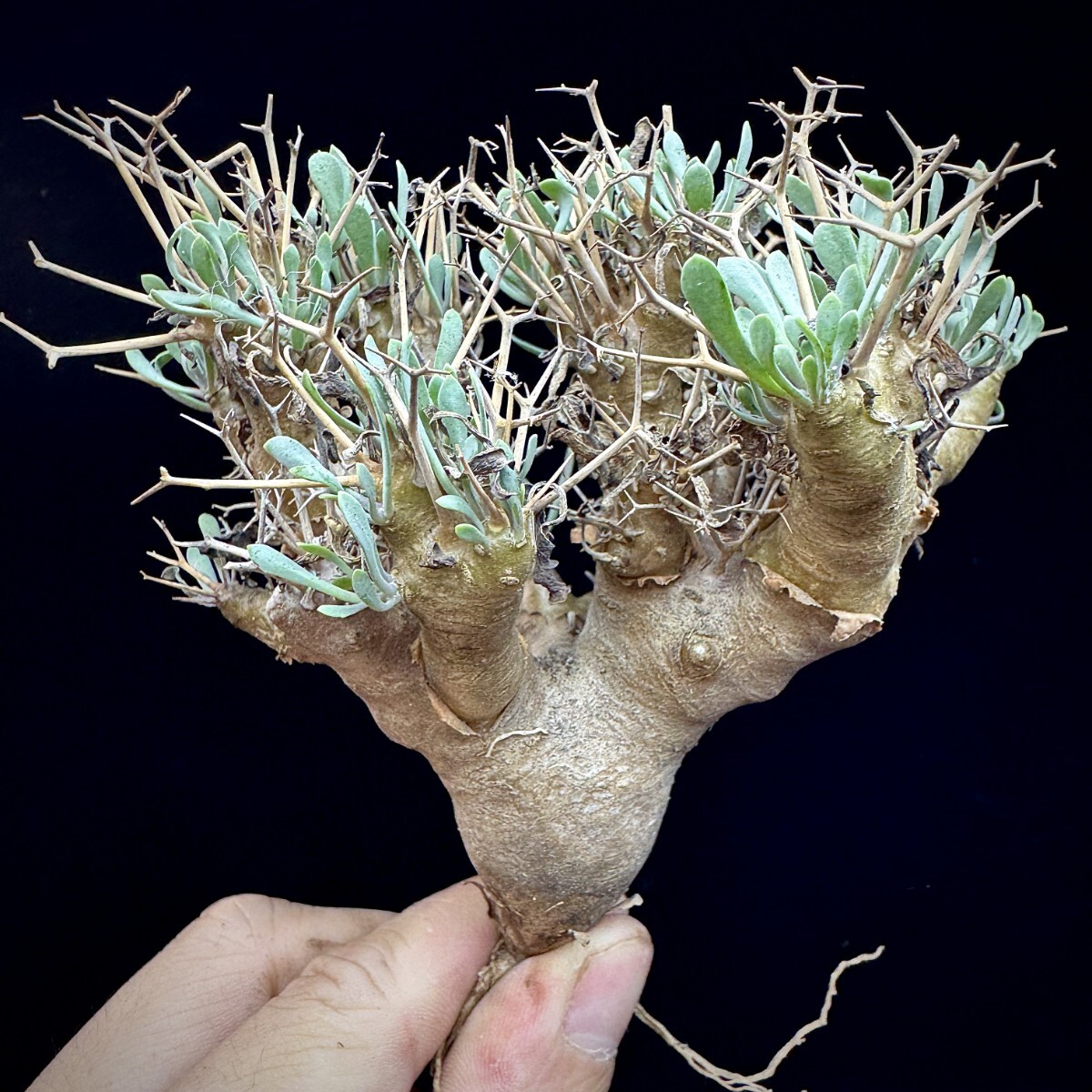 Yahoo!オークション - 167A 多肉植物 オトンナ ユーフォルビオイデス ...