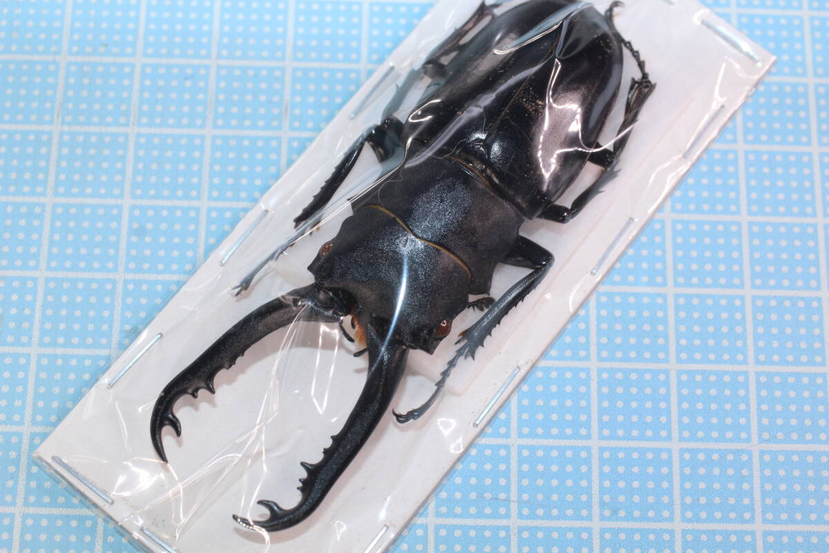 Yahoo!オークション - 【標本】A0904 ジャワ島産 キバナガ（ジラフ）ノ...