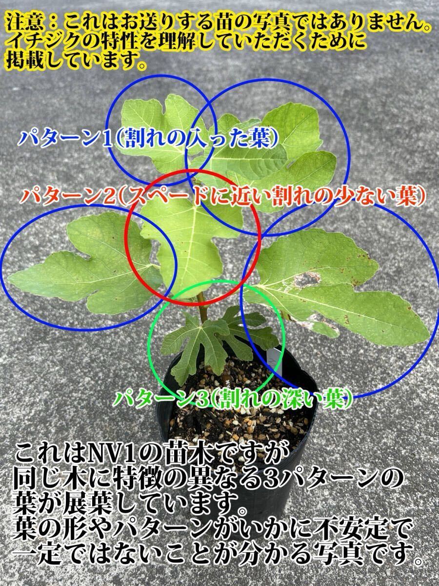 Yahoo!オークション - 【結実確認済】接ぎ木 苗 UCR 143-28 いちじく ...
