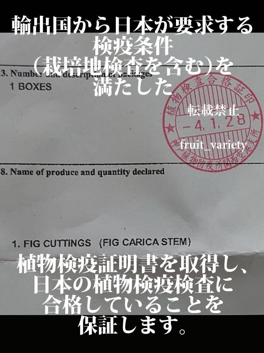 Yahoo!オークション - 【結実確認済】接ぎ木 苗 UCR 143-28 いちじく ...