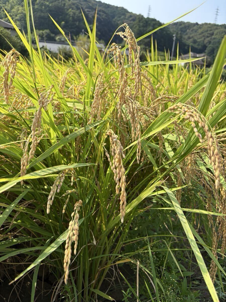 農家直送 令和7年度産 あきたこまち 玄米 10kg｜Yahoo!フリマ（旧PayPayフリマ）